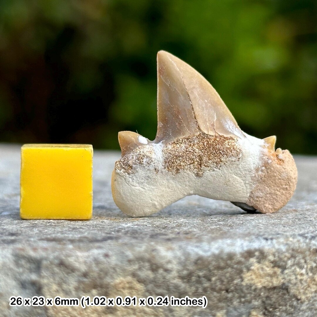 Otodus Obliquus Shark Tooth Fossil – Eocene Marine Predator Tooth ...