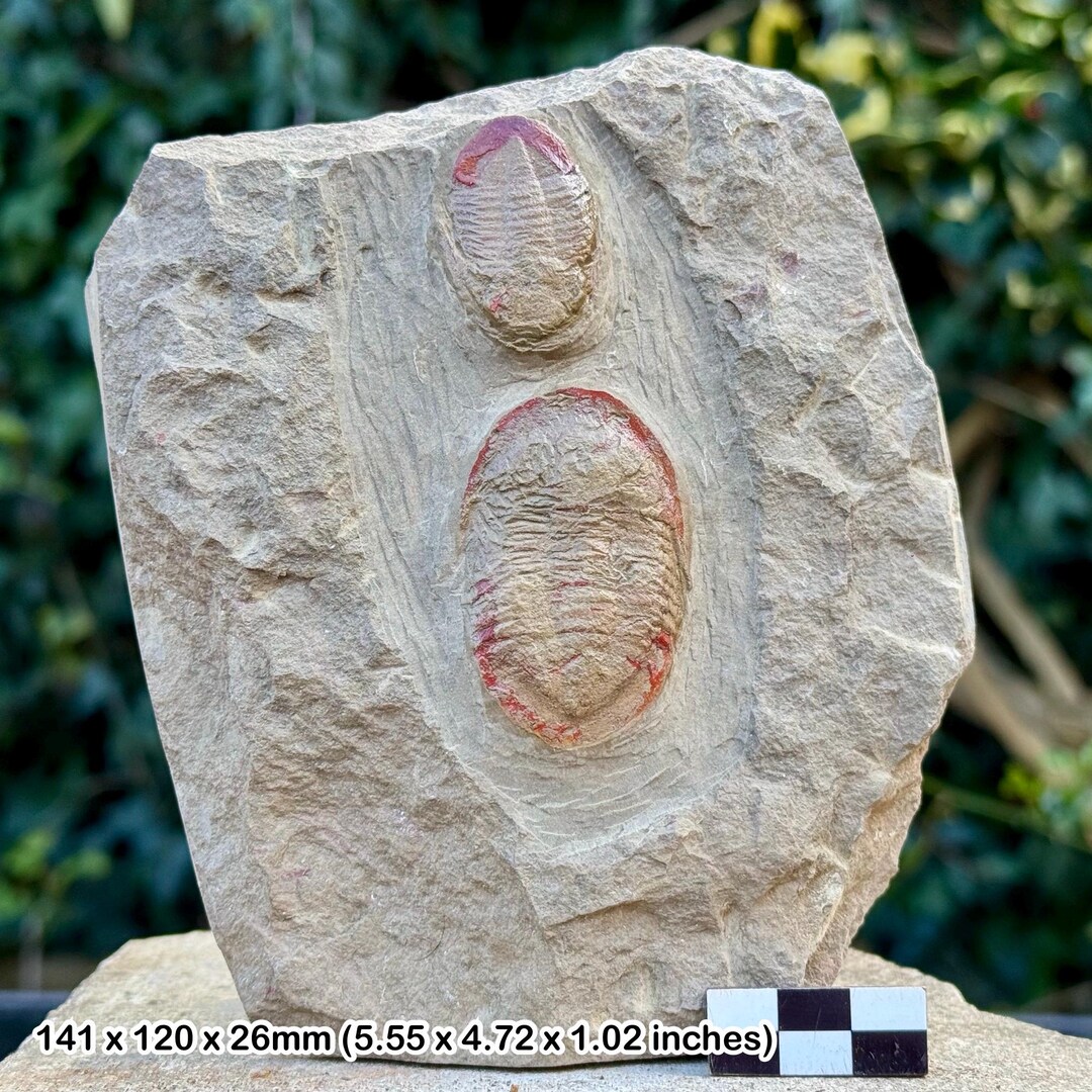 Double Asaphid Trilobite Fossil - Fezouata Formation, Ordovician ...
