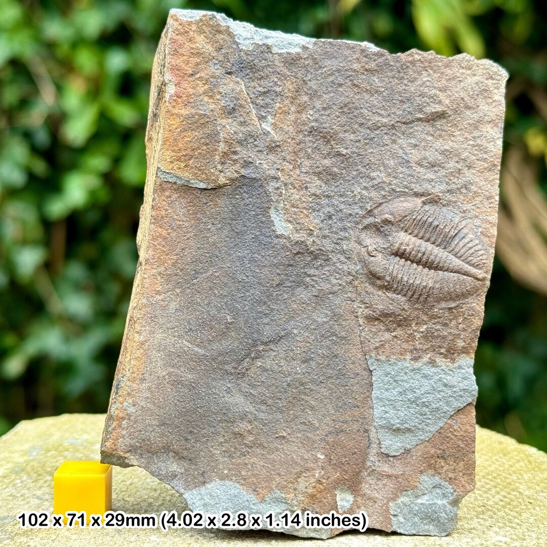 Fossil Ogyginus Trilobite Llanvirn Series, Ordovician Upper Gilwern ...