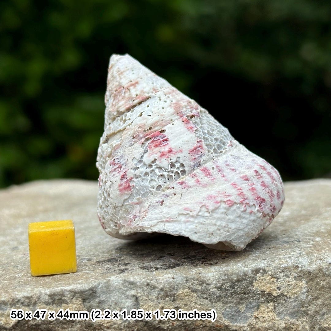 Troca Strawberry Seashell Genuine Beach Shell for Art Projects ...