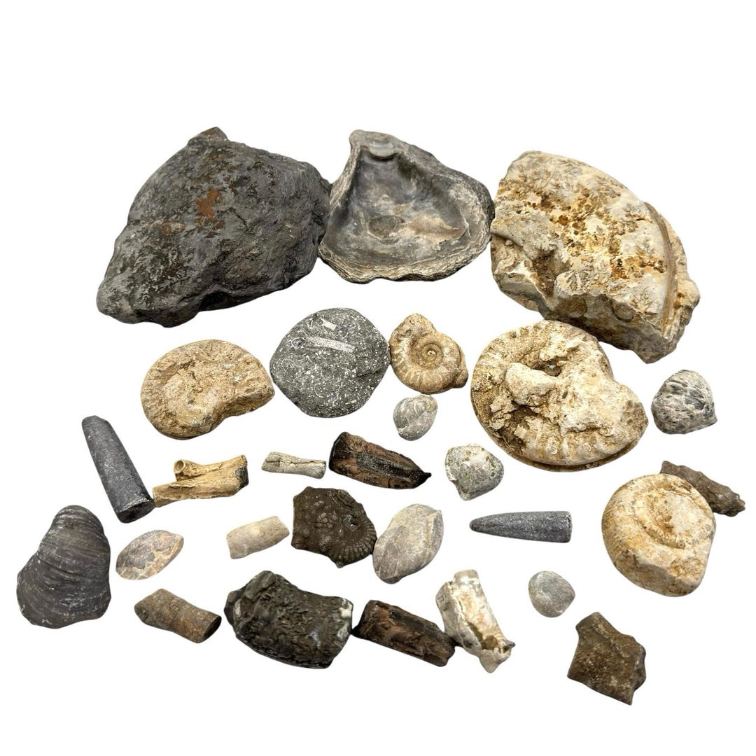 1kg Bulk Jurassic Coast 28 X Fossils Budget Mix Dorset and Somerset Lot ...