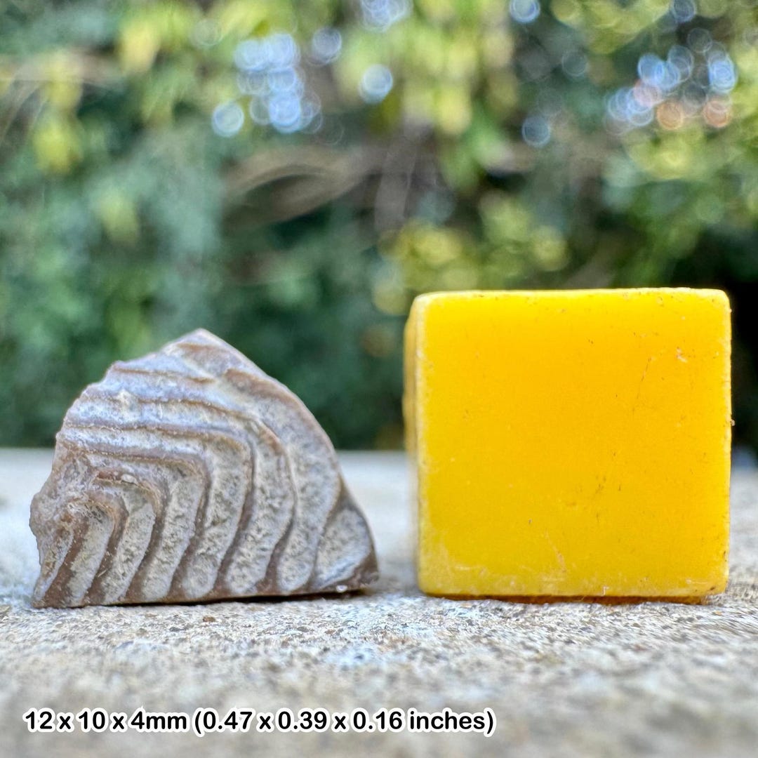 Rare: Cretiscapellum Glabrum Fossil Barnacle Fragment – Cretaceous ...