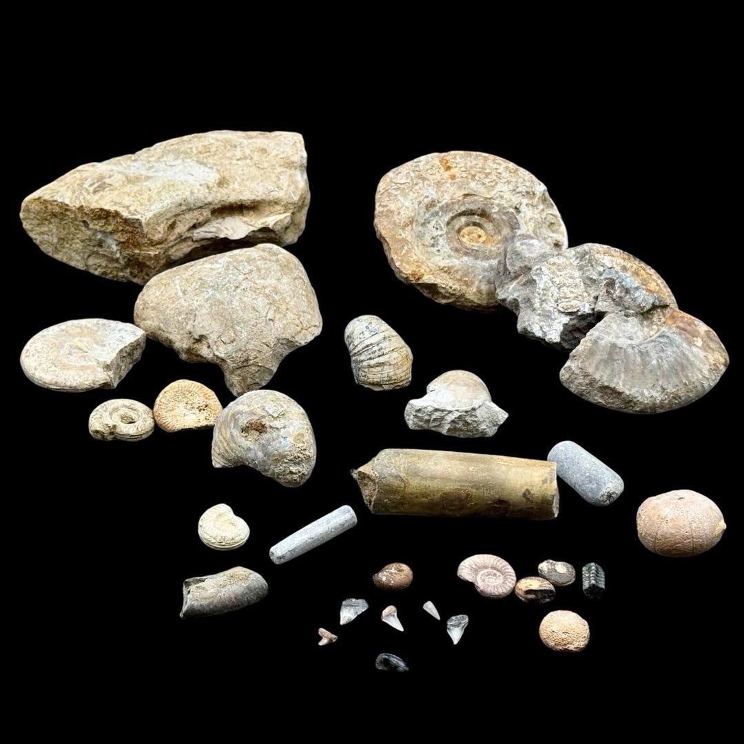 1kg British Fossil Mix - 28 X Jurassic Fossils From Dorset & Somerset ...