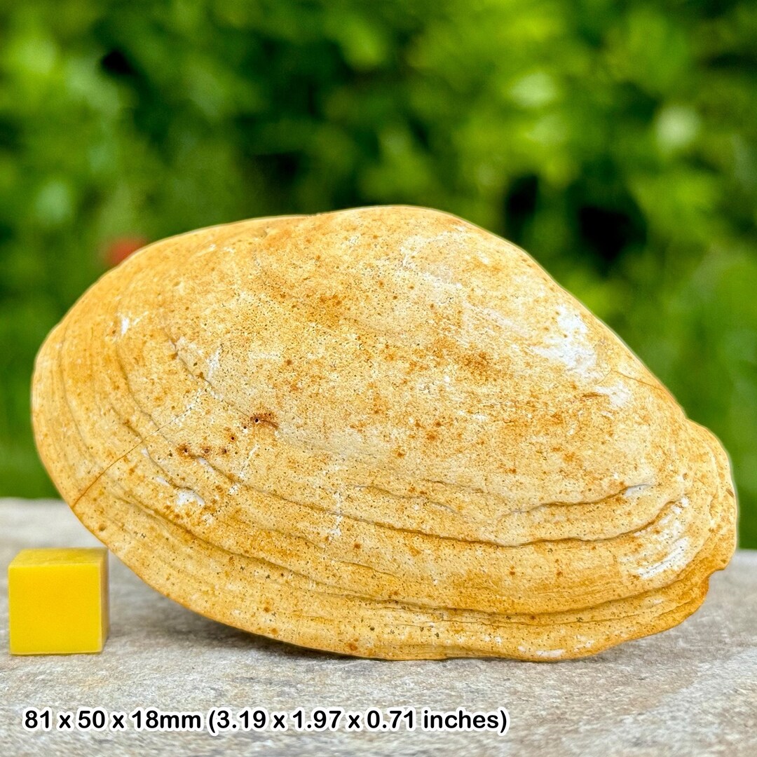 Rare Mya Arenaria Bivalve Fossil From the Pliocene Epoch - Etsy