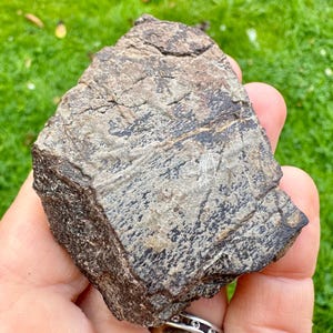 Rare Hadrosaur Dinosaur Fossil Jaw Section - Upper Cretaceous, Judith ...