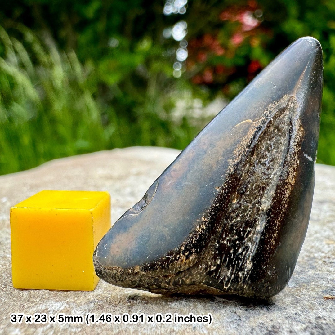 Fossil Great White Shark Ancestor Tooth Pliocene Red Crag, Suffolk, Uk ...