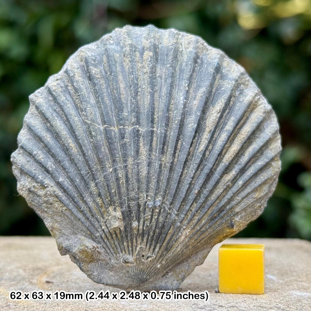 Rare Fossil Pectin Shell – Pseudopecten Equivalvis | Middle Lias, Lower ...
