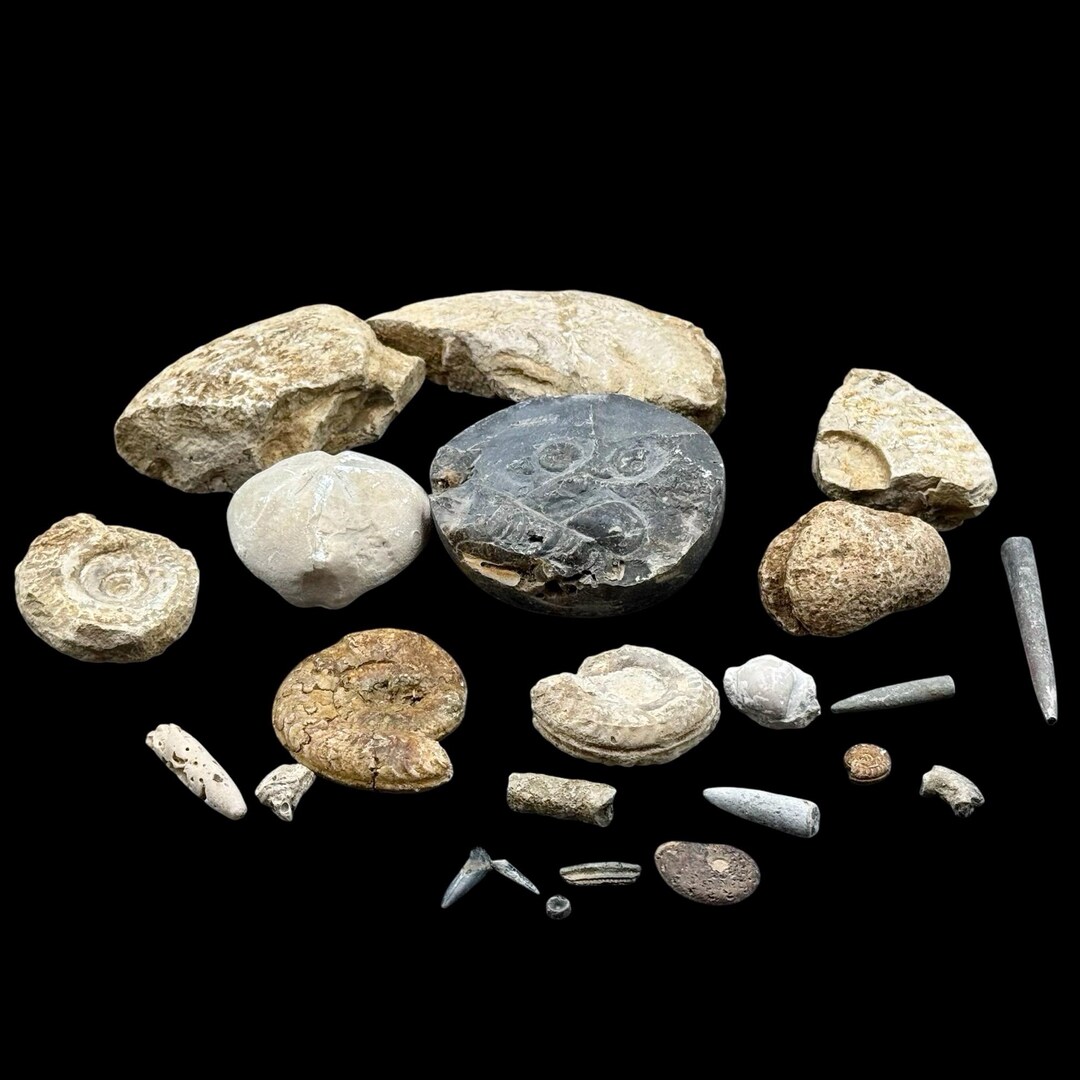 1kg British Fossil Mix - 23 X Jurassic Fossils From Dorset & Somerset ...