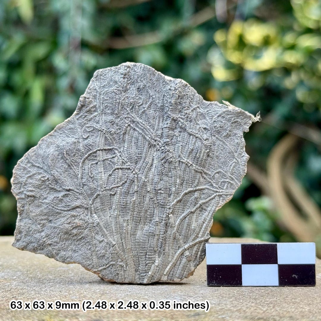 Pentacrinites Crinoid Star Slab Fossil – Lower Lias, Jurassic Coast ...