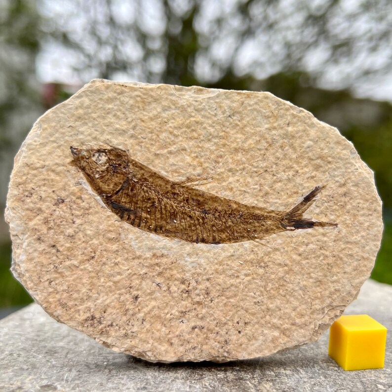 Fossil Knightia Alta Fish in Matrix Authentic Prehistoric - Etsy