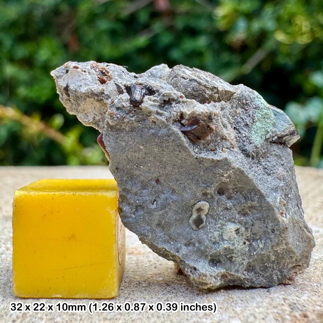 Triassic Fish Tooth Fossil – Aust Cliff, UK, With COA - Etsy