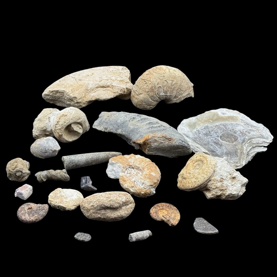 1kg Bulk British Fossil Mix 20 X Fossils Budget Mix including Dorset ...