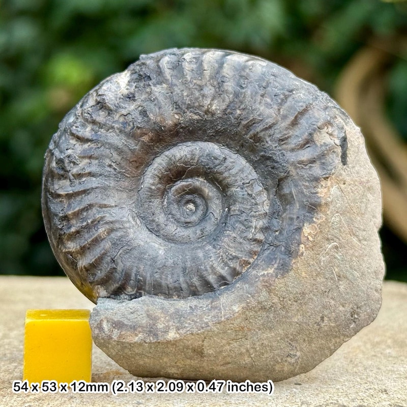 Ammonites Alice Purnell - Etsy