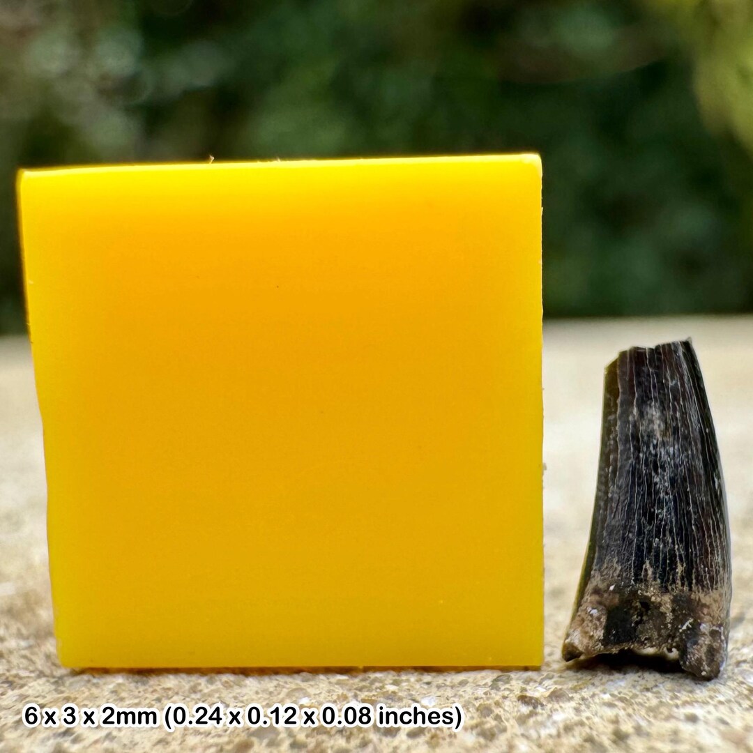Authentic Cryptoclidus Plesiosaur Fossil Tooth - Jurassic Oxford Clay ...