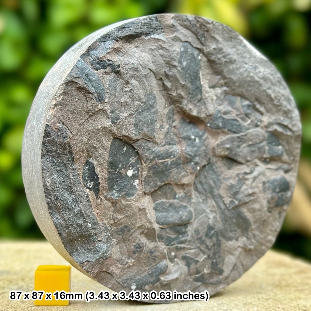 Rare Elrathia Kingii Fossil Trilobite Wheeler Formation, Middle ...