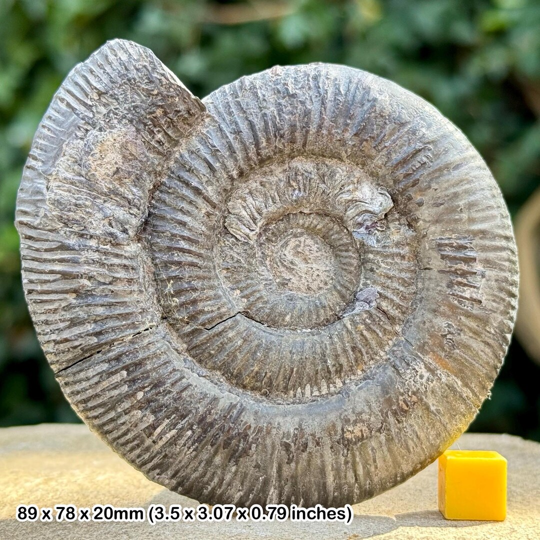 Nodicoeloceras Crassoides Fossil Ammonite – Whitby, Yorkshire, Uk ...