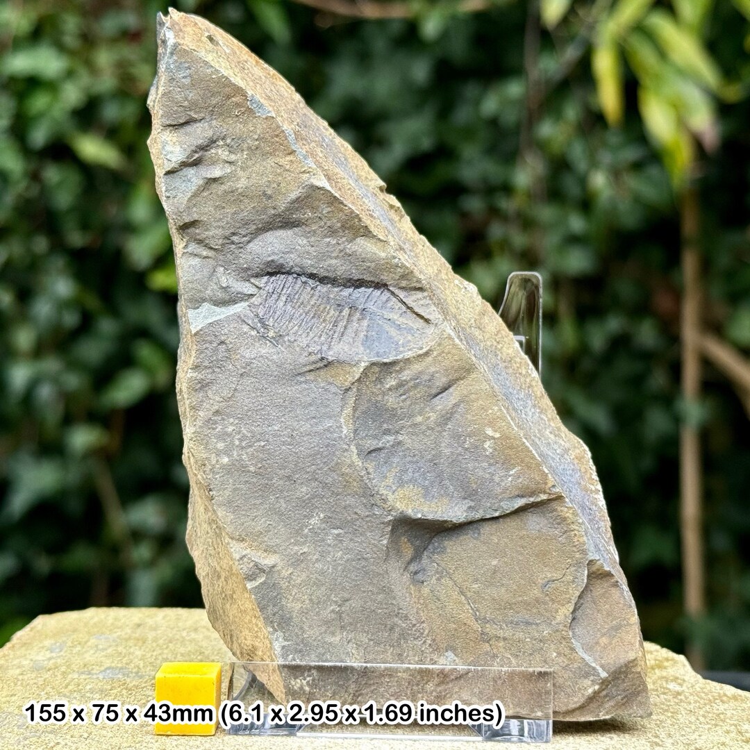 Rare British Trilobite ogyginus Fossil Partial Impression Ordovician ...