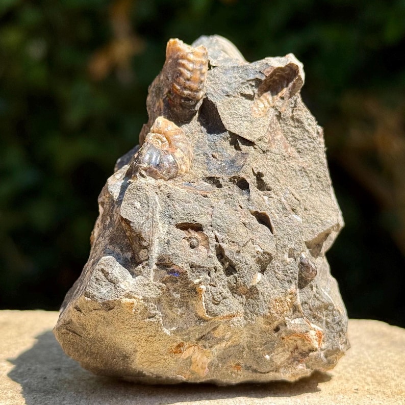 Very Rare Fossil Ammonite Sphenodiscus Lobatus – Fox Hills Formation ...