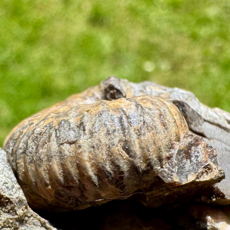 Very Rare Fossil Heteromorph Ammonite Scaphites Nodosus – Fox Hills ...