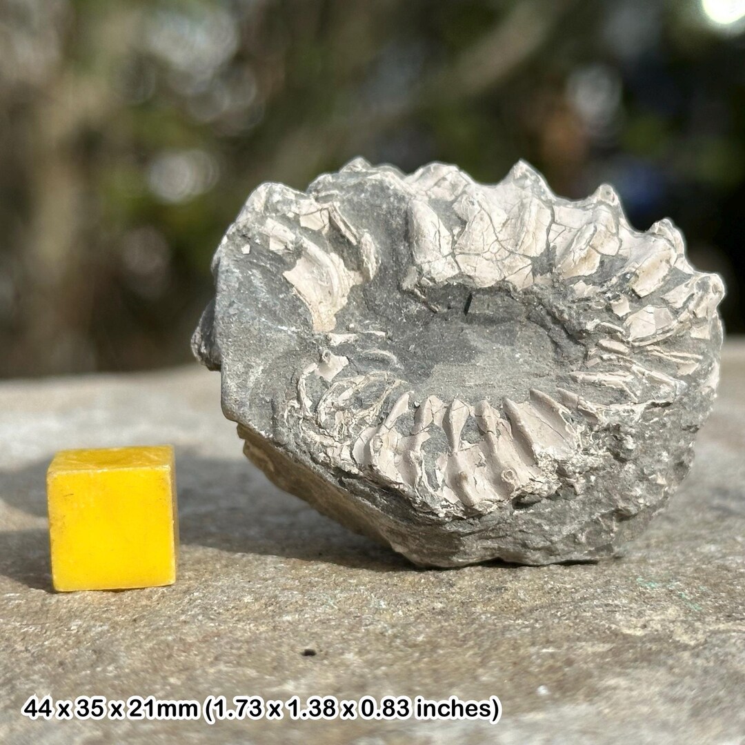 Pleuroceras Spinatum Ammonite Fossil | Jurassic Era | Lower Lias ...