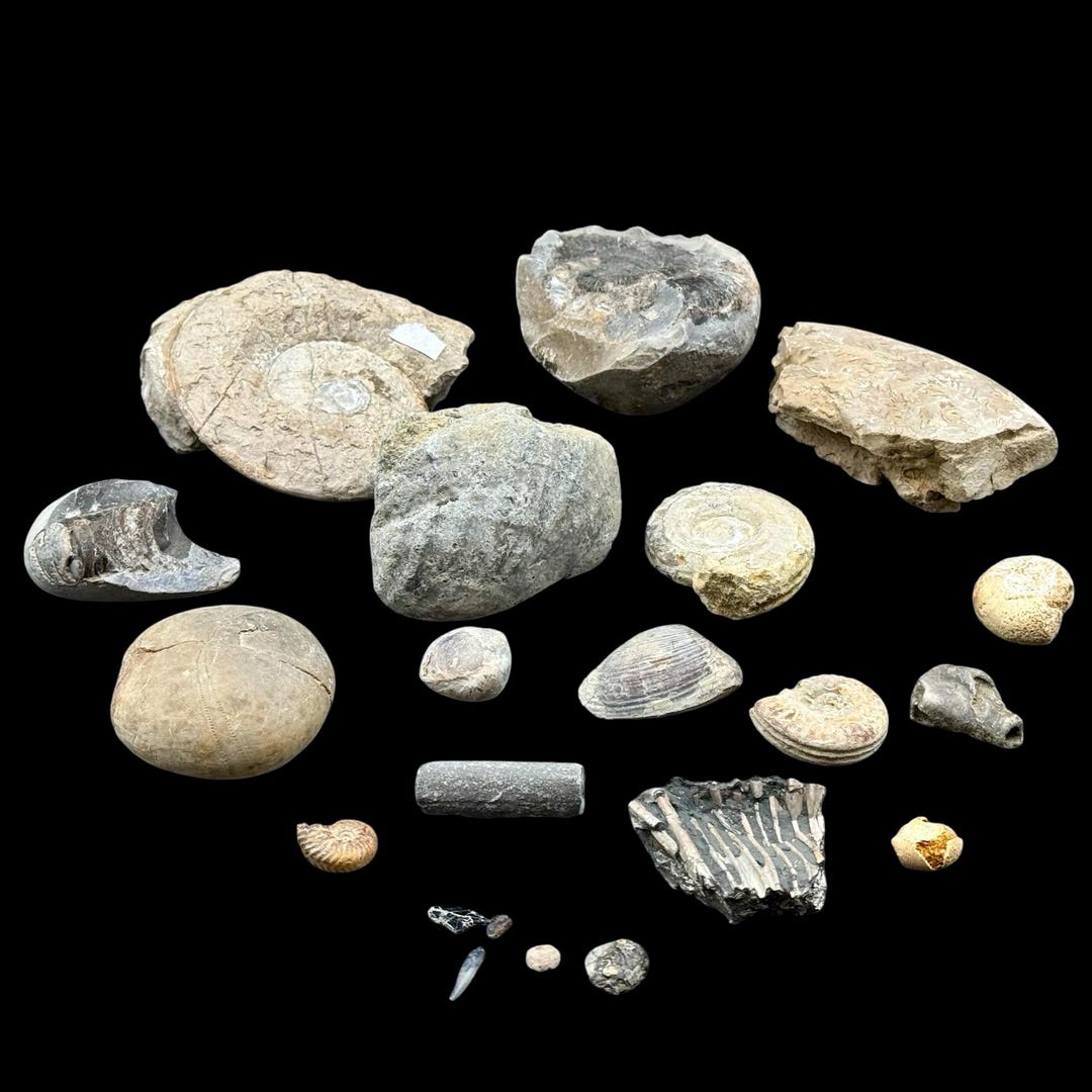 1kg British Fossil Mix - 21 X Jurassic Fossils From Dorset & Somerset ...