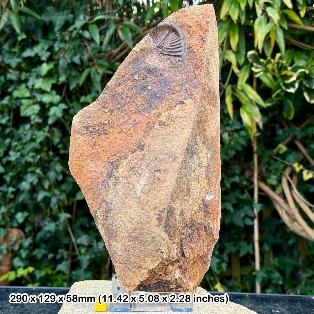 Rare British Trilobite ogyginus Fossil Partial Impression Ordovician ...