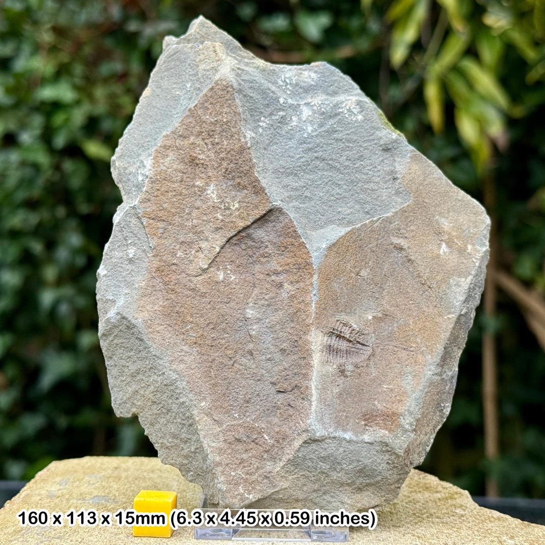 Rare British Trilobite ogyginus Fossil Partial Impression Ordovician ...