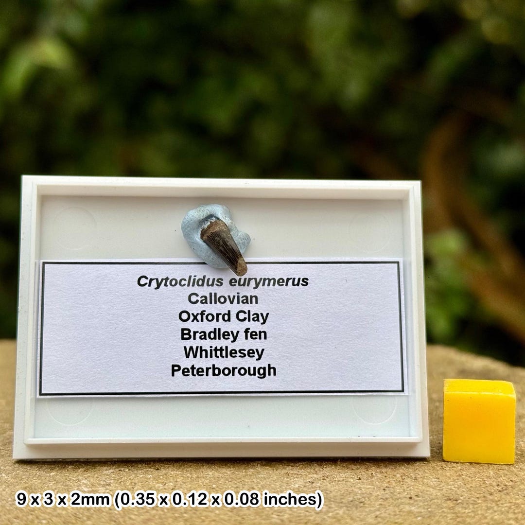 Rare Plesiosaur Tooth Fossil (cryptoclidus Eurymerus), Jurassic Era ...