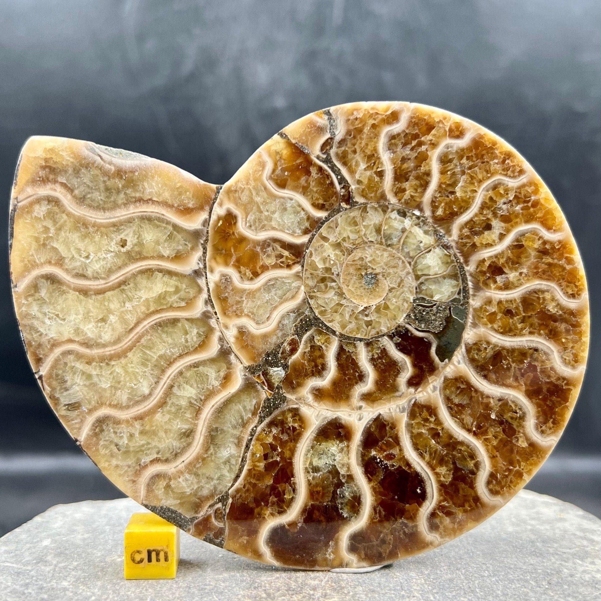 Ammonite Fossil Cut In Half