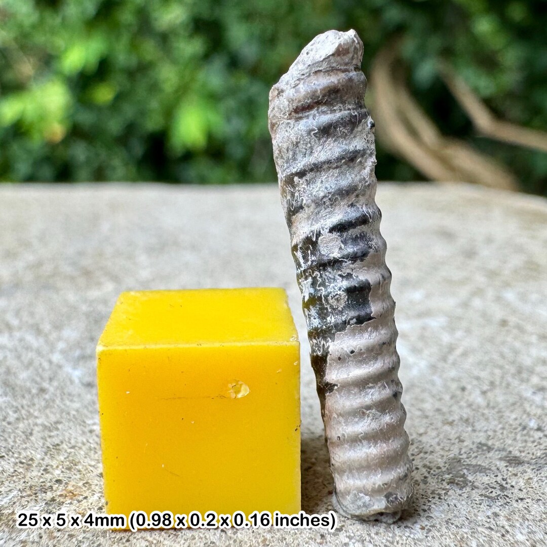 Genuine Heteromorph Ammonite Fossil hamites Subrotundus Gault Clay ...