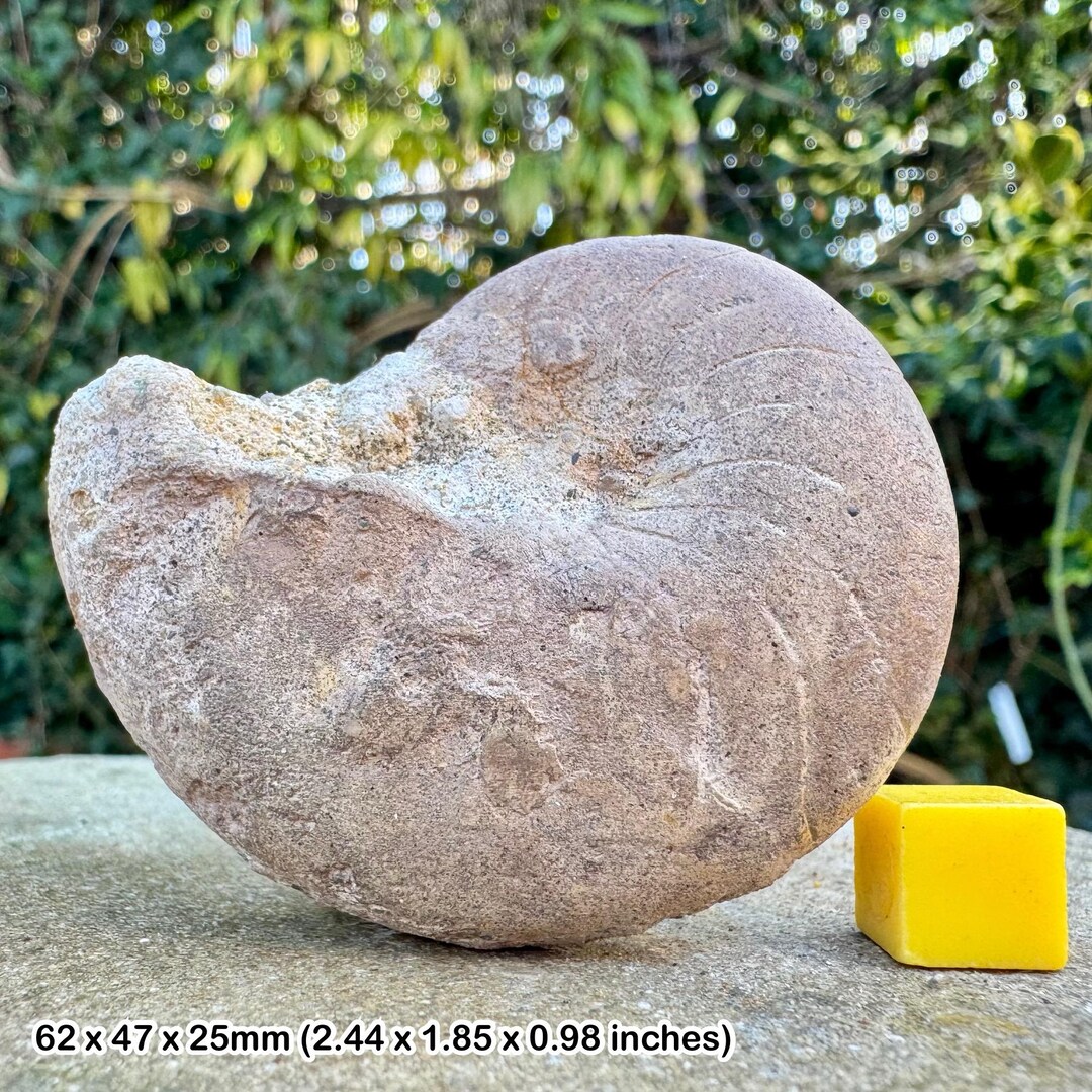 Rare Nautilus Archeanus Fossil Nautilus – Lower Cenomanian Cretaceous ...