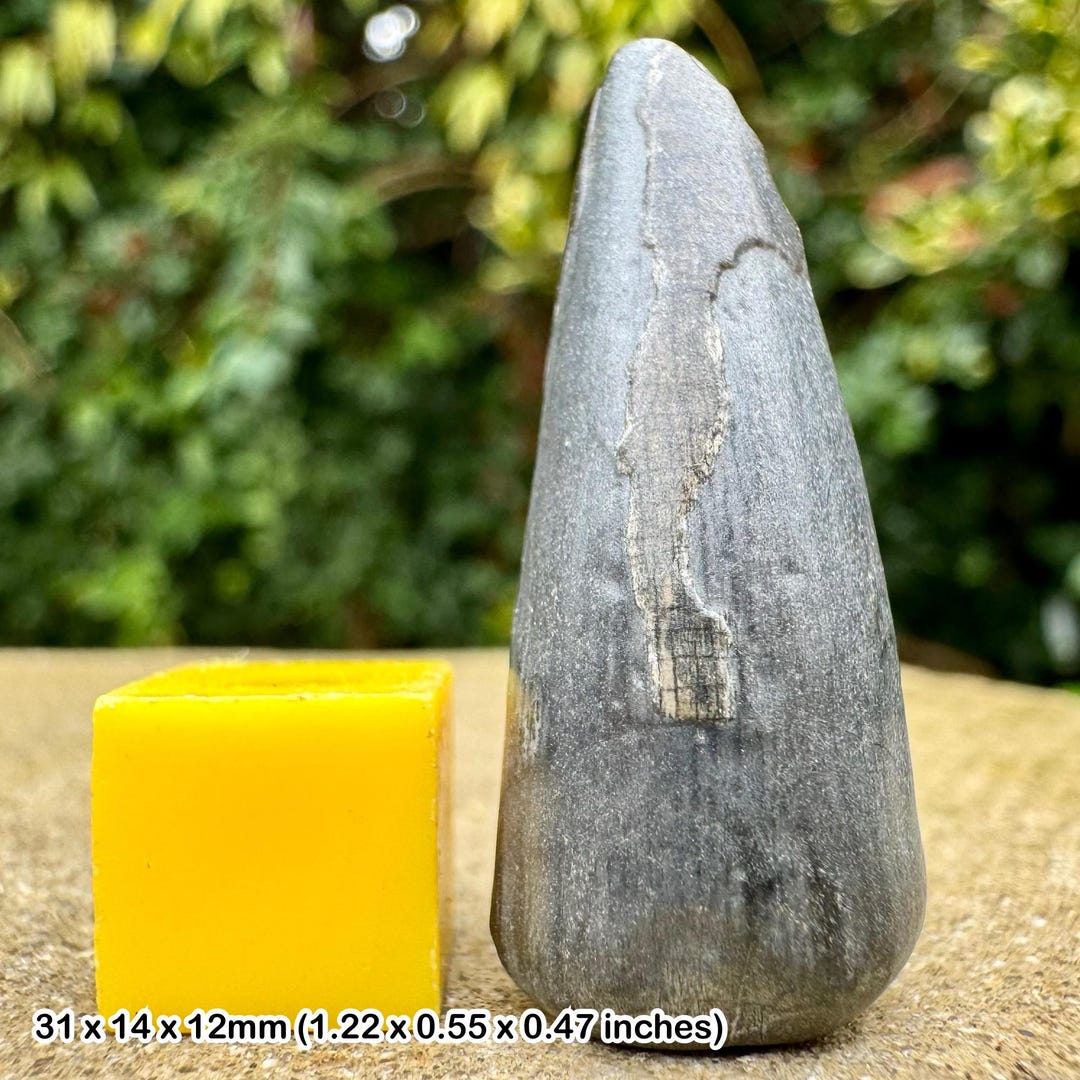 Stolokrosuchus Crocodile Tooth Fossil Cretaceous, Elrhaz Formation ...