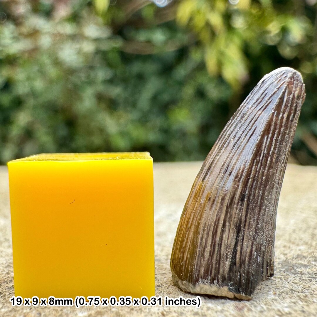 Rare Teleosaurus Fossil Tooth - Crocodile-like, Jurassic Era, Ardley ...