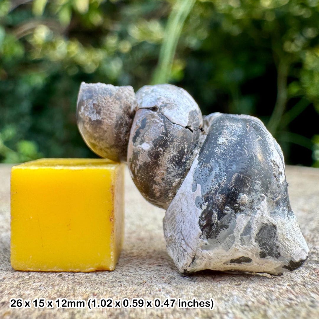 Rare Cretaceous Gastropod Fossil - Gault Clay, Folkestone, Kent, Uk - W ...