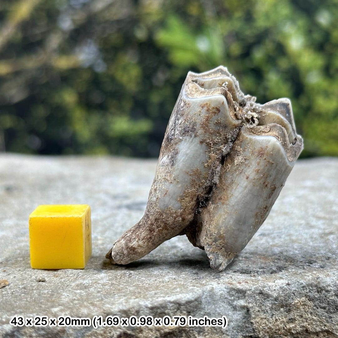 Llama Tooth Fossil (hemiauchenia Macrocephala) | Pleistocene Era ...