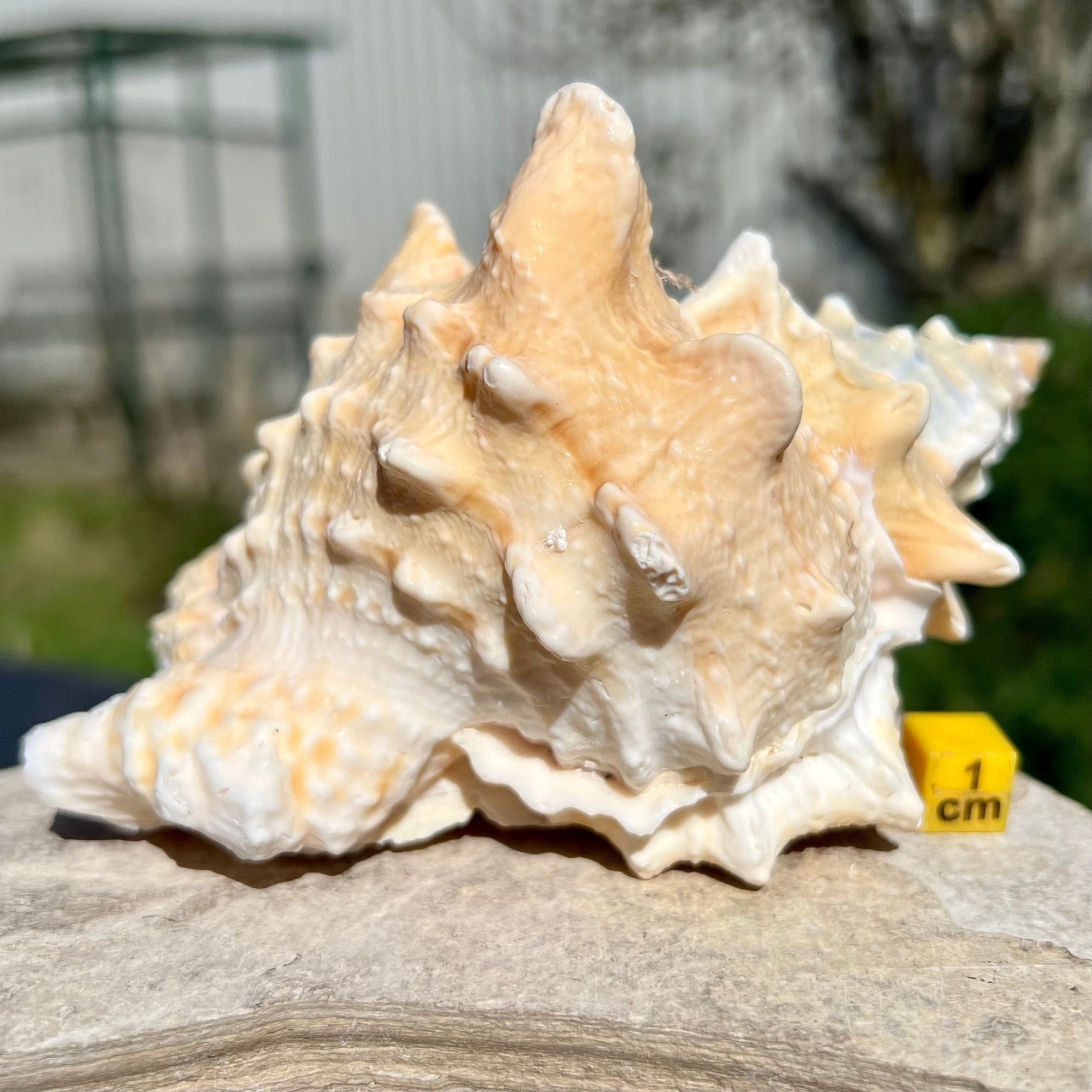 Certified Bursa Bubo Frog Seashell Genuine Specimen - Etsy