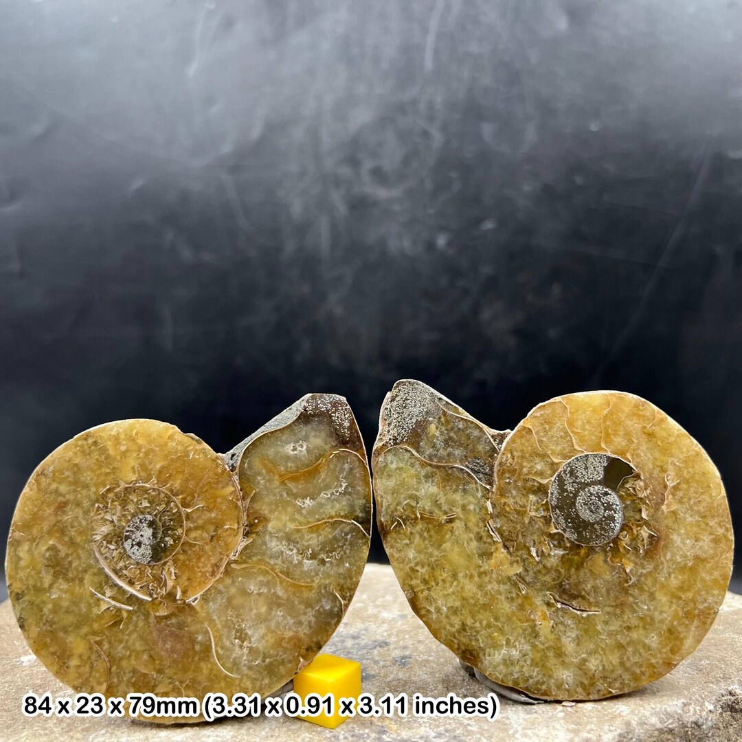 Cut & Polished Ammonites Matching Pair - Cretaceous, Genuine - Etsy