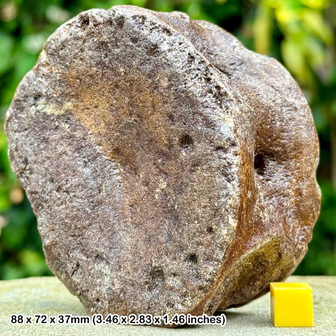 Large Ichthyosaur Vertebrae Fossil Jurassic Kimmeridge Clay, Wyke Regis ...