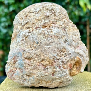 Genuine Hildoceras Ammonite Fossil With Stand - Beacon Limestone, Uk ...