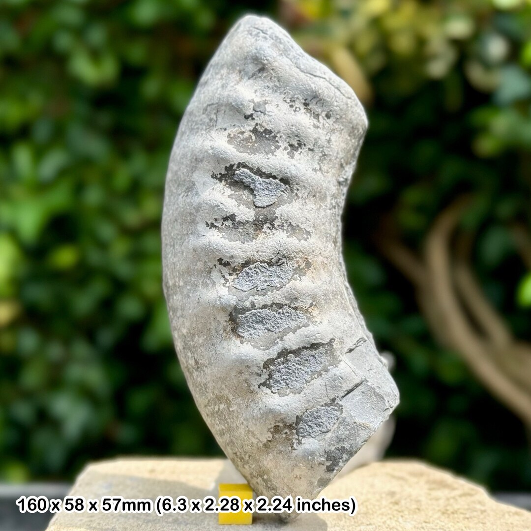 Large Ammonite Fossil Chunk Lower Lias Jurassic Black Ven Marls ...