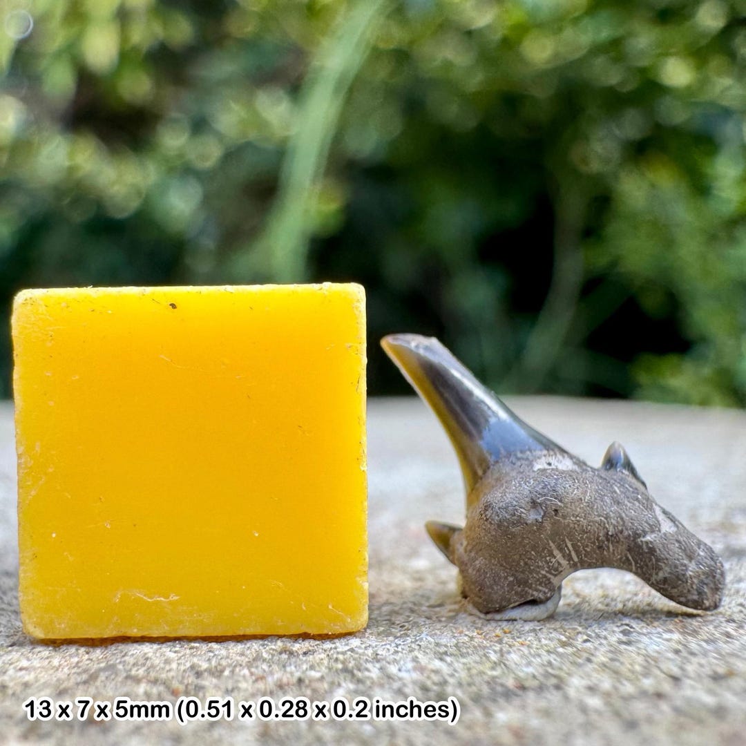 Rare Cretaceous Fossil Shark Tooth Gault Clay, Albian, Folkestone, Kent ...