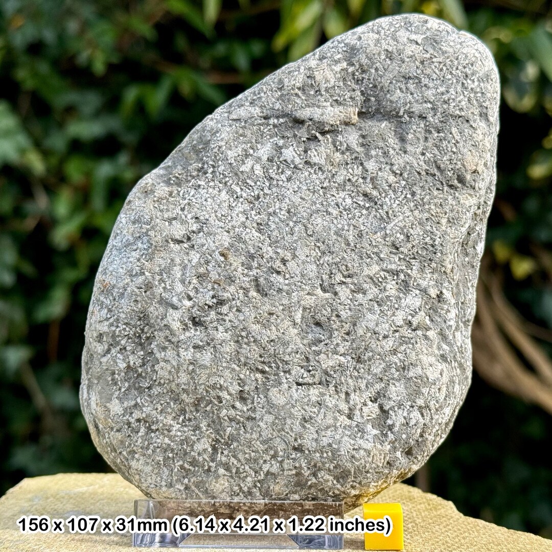 Exquisite Crinoid Star Slab Fossil Authentic Sea Lily From Jurassic ...