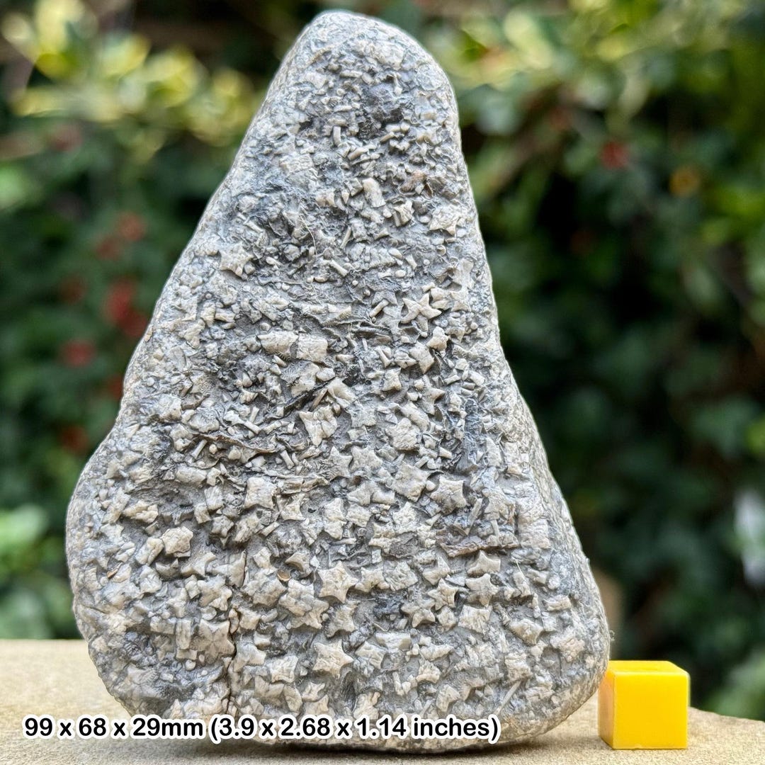 Pentacrinites Crinoid Star Slab Fossil Jurassic Coast Genuine Specimen ...