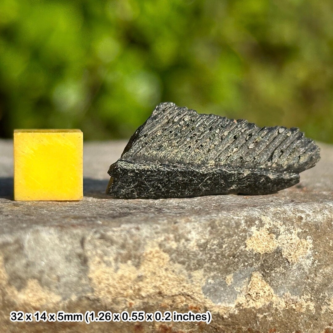 Ray Fish Tooth Plate Fossil, Miocene, Hoevenen, Belgium, Genuine ...