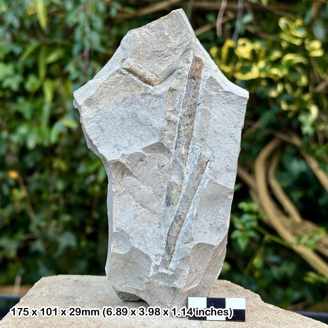 Rare Baculites Fossil Ammonite – Baculites Sp., Barremian, Cretaceous ...