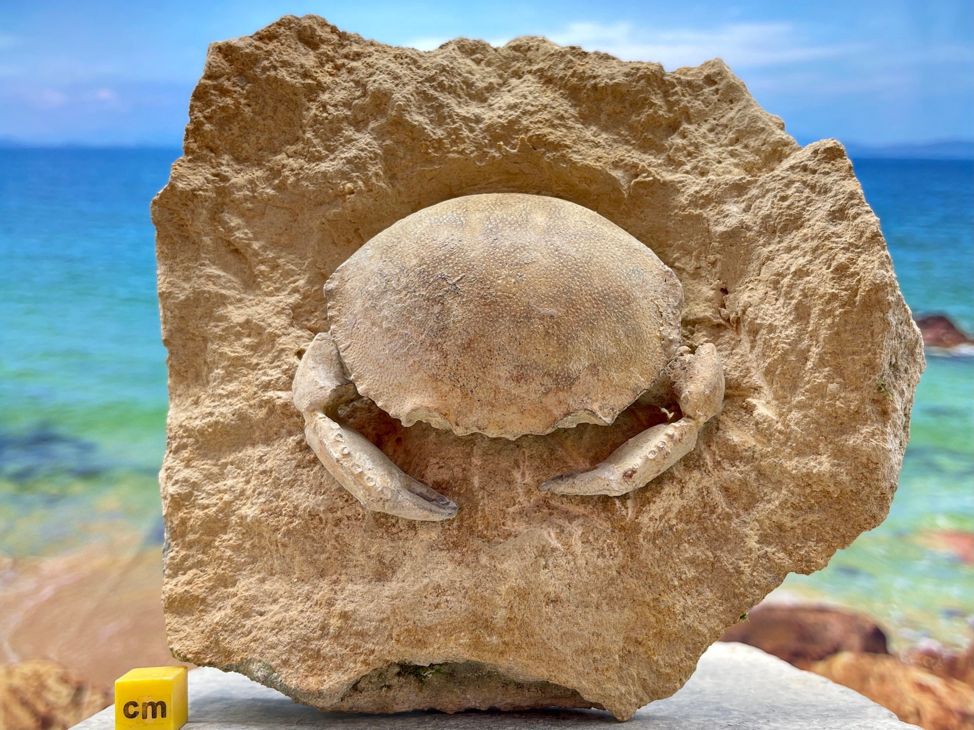 Fossil Crab for sale | Only 3 left at -60%