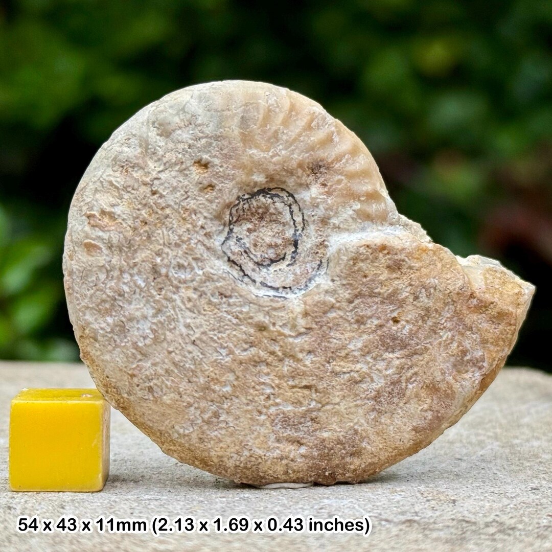 Rare Reynesella Sowerbyi Fossil Ammonite | Bajocian Jurassic | Calvados ...