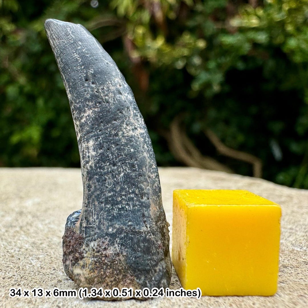 Authentic Kryptops Dinosaur Tooth Fossil - Abelisaurid | Elrhaz ...