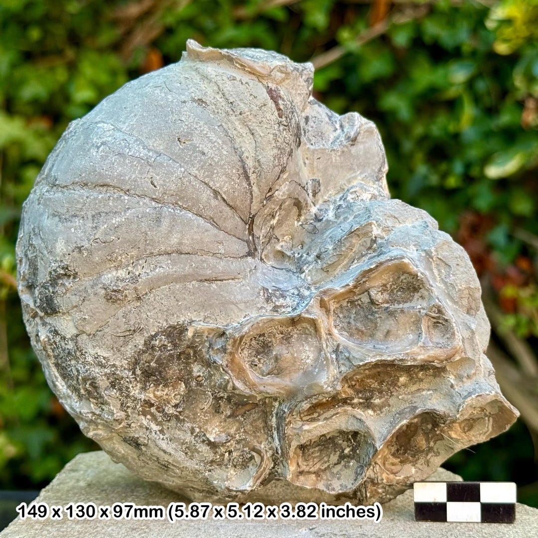 Fossil Nautilus - Cenoceras - Jurassic Black Ven Marls - Charmouth Lyme ...