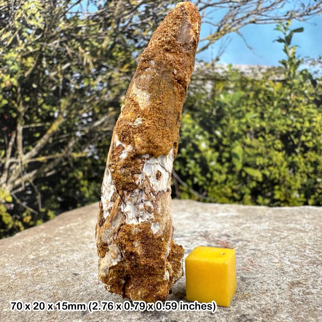 Horse Tooth Fossil (equus) | Pleistocene Era | Santafe River, Florida ...